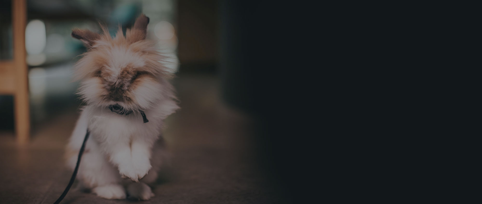 Home - Suncoast House Rabbit Rescue